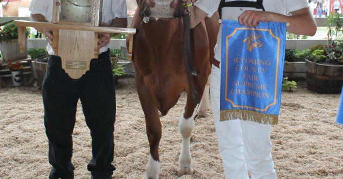 Cow Saved From Dispersal Wins Big for Nephew | Farm Shows, County Fairs ...