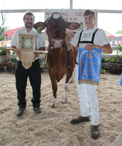 Cow Saved From Dispersal Wins Big for Nephew | Farm Shows, County Fairs ...
