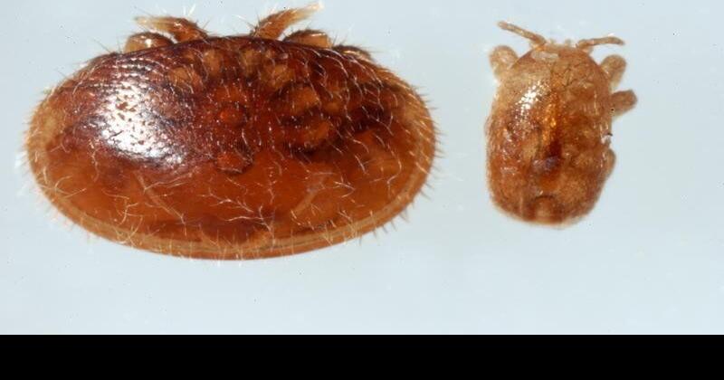 Managing Varroa and Tropilaelaps Mites in Your Apiary | Livestock News ...