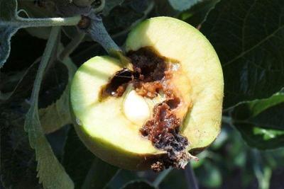 Preventing Apple Fruit Rots and Pruning Blossom-Blasted Stone Fruit ...