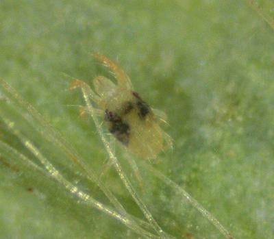 Recognizing the Signs of Two-Spotted Spider Mite Damage in Strawberries ...
