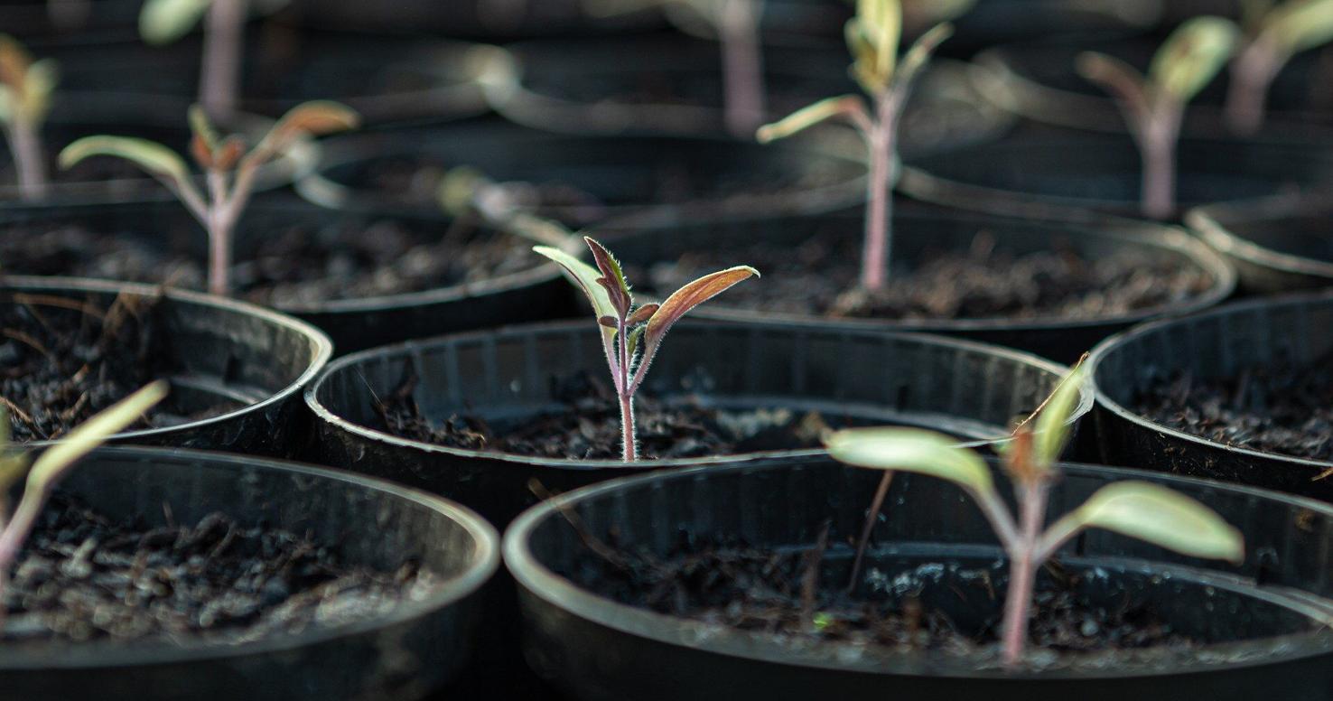 Five Ways to Prevent Damping Off of Seedlings | Gardening Tips and How ...