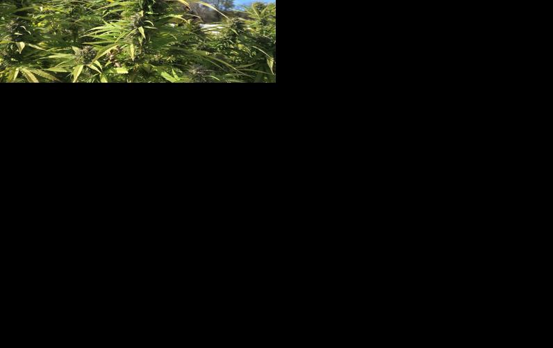 Pennsylvania Opens Hemp Permit Applications for 2021 Season | Farming ...