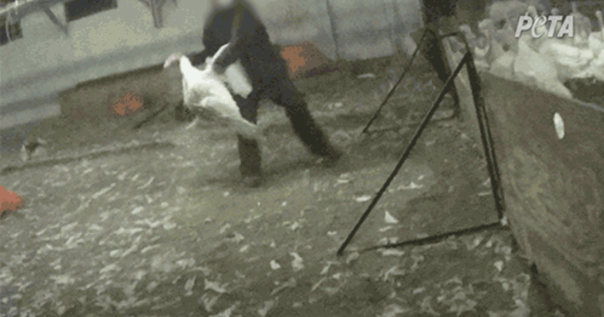 2 Plead Guilty in Turkey Abuse Case | Poultry News | lancasterfarming.com