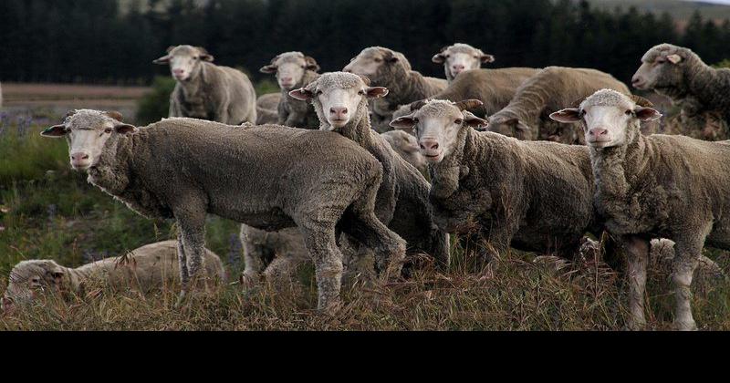 Merino, the King of Sheep | Livestock News | lancasterfarming.com