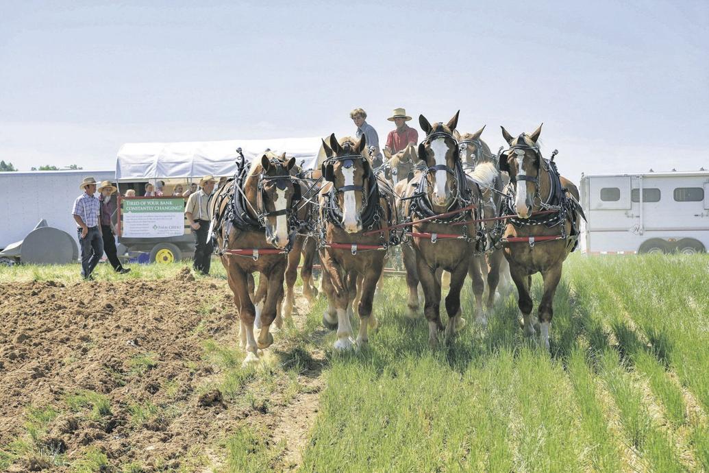2024 Horse Progress Days Are Here! | Horse News and Equine Events ...