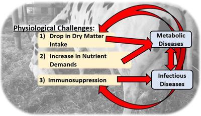 Challenges of the Transition Dairy Cow | Dairy News | lancasterfarming.com