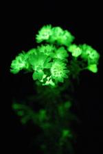 Glow-in-the-Dark Petunias Are Now Available to Light Up Your Garden at ...