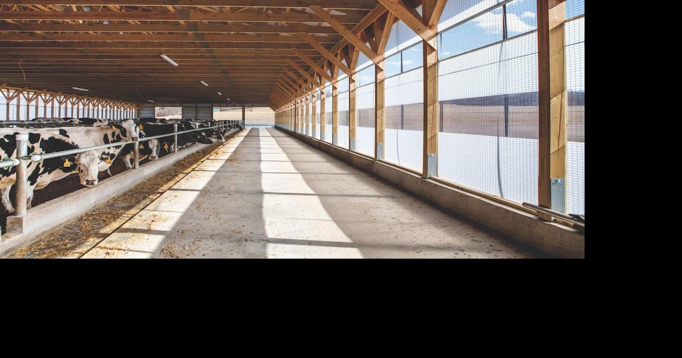 Why Barn Curtains Are A Game Changer For Your Livestock In The Winter ...