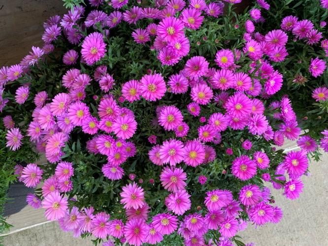 Spice Up Your Fall Decorating: 7 Plant Alternatives to Mums | Gardening ...