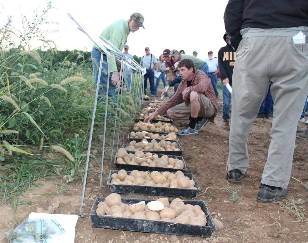 Potato Growers Check Out Variety Trials | Farming and Agricultural News ...