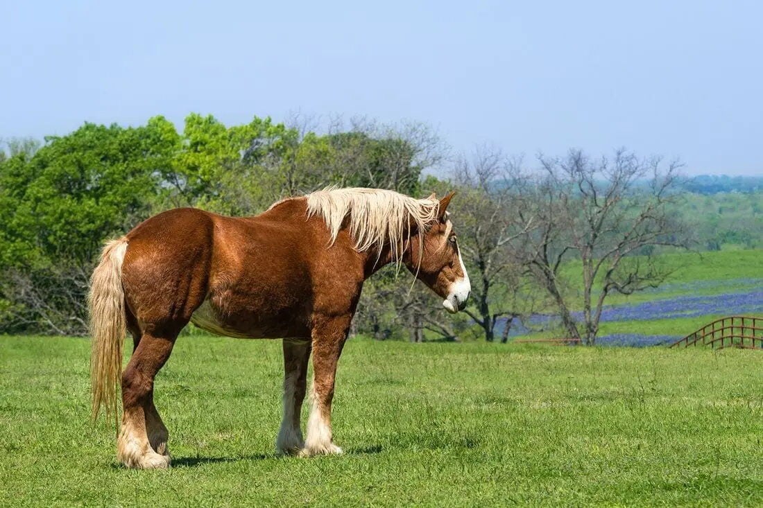 What’s My Horse’s Fitness Number? How to Tally Body Condition Scores ...
