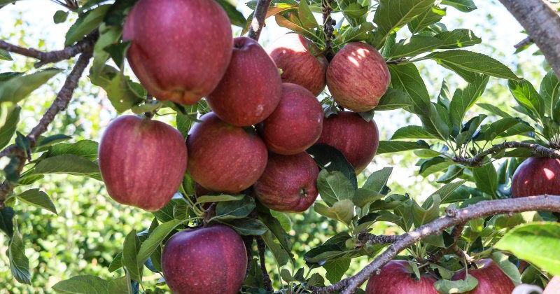 Firmly Rooted: Geneva Apple Rootstocks Grow Excellence | Fruit and ...