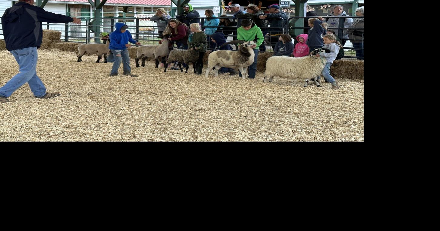 The Art of Sheep Showmanship on Display at Bloomsburg Fair | Farm Shows ...