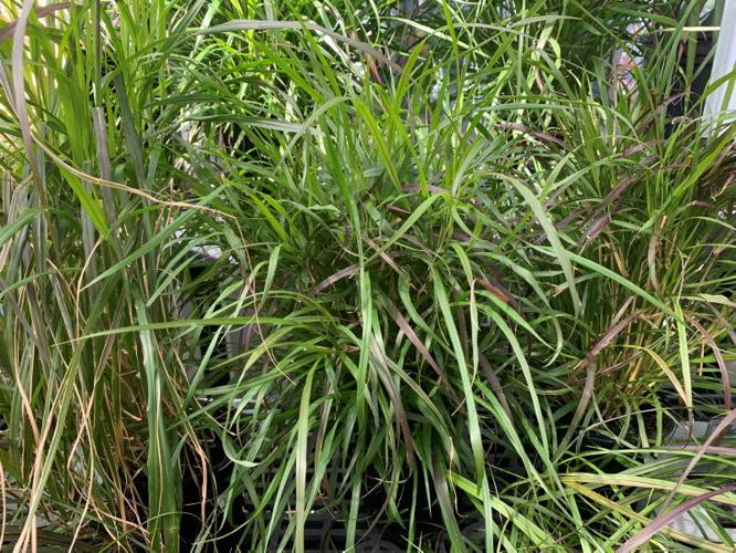 Spice Up Your Fall Decorating: 7 Plant Alternatives to Mums | Gardening ...