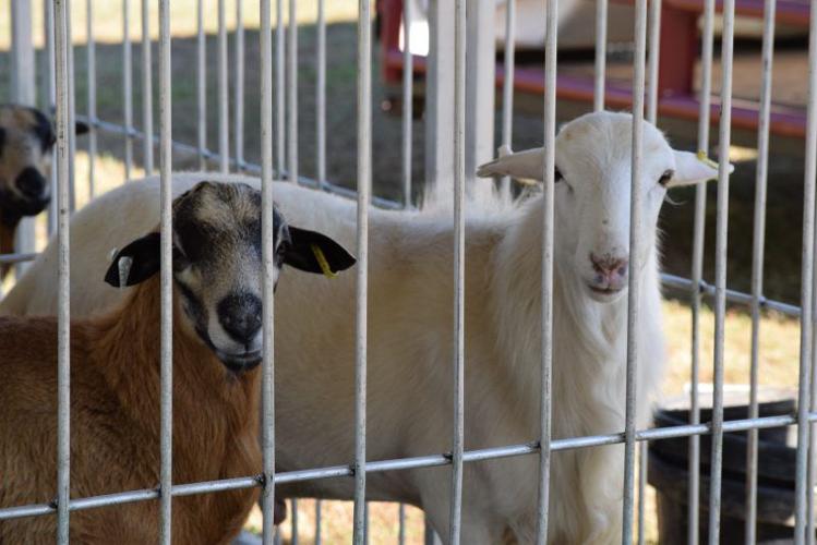 Field Day Focuses on Small Ruminant Nutrition | News | lancasterfarming.com