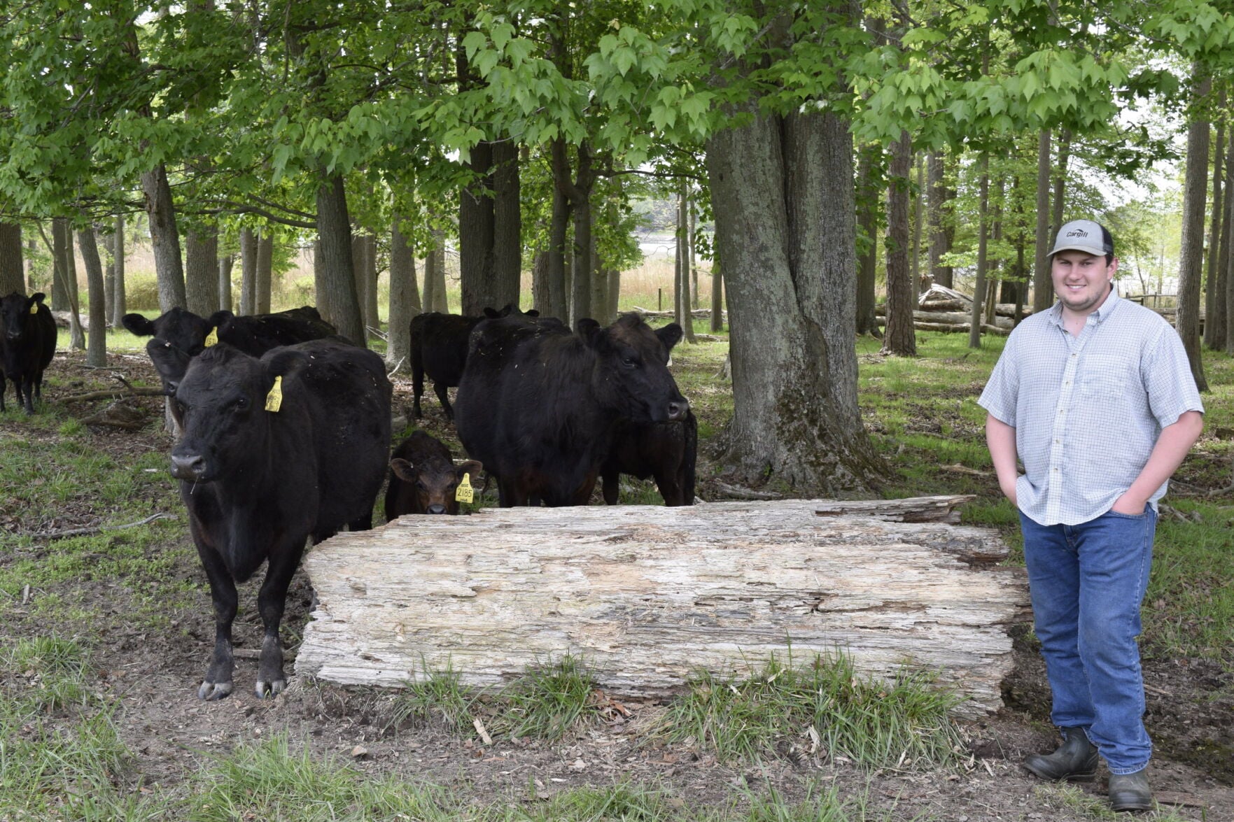 Storied Wye Angus Herd Looks to the Future | Livestock News ...