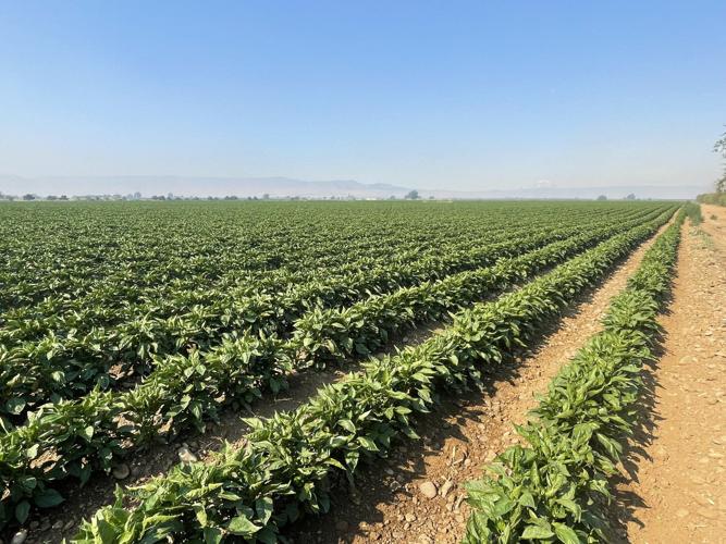 Japanese and Yakama Nation Farmers Share History of Support and ...