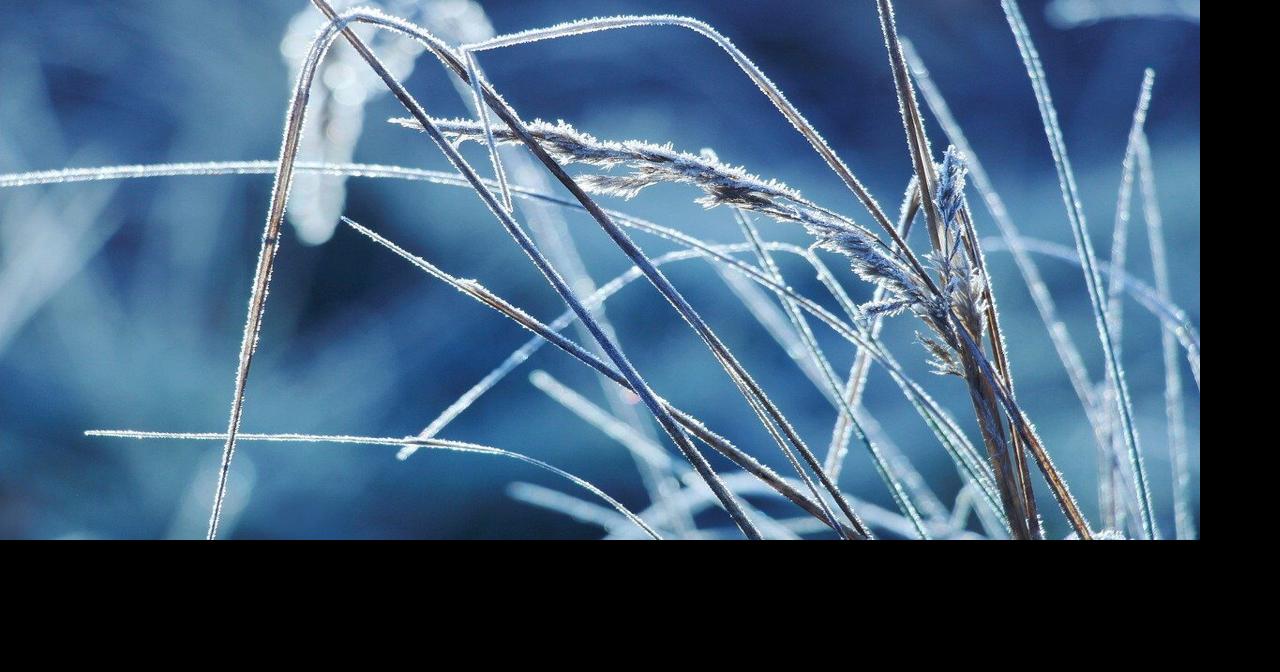 What Happens When the First Frost Comes Too Fast? [Opinion] | Farm and ...