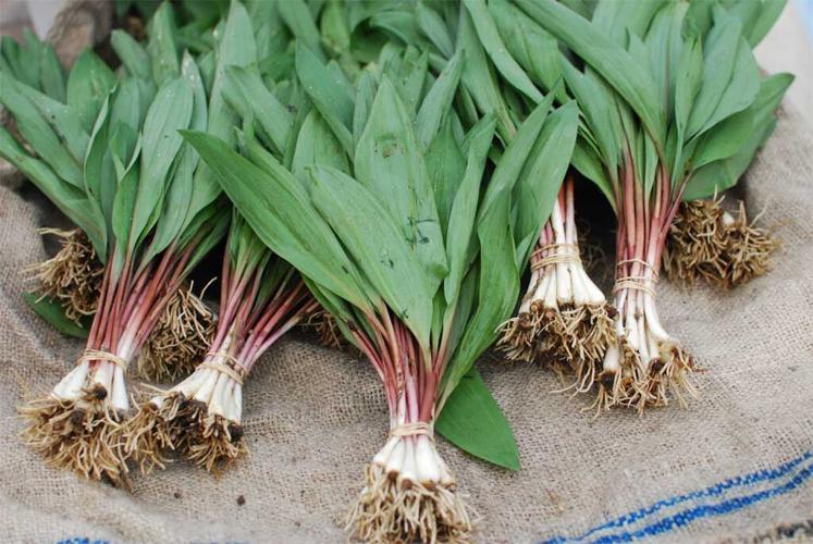 Ramps: how to cook, preserve, grow and harvest this stinky spring ...