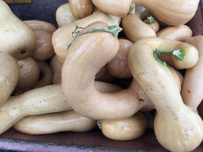 Test your squash smarts in our guide to winter squash and pumpkins ...