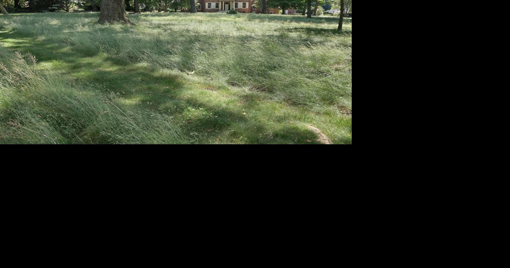 The low-mow lawn at Wheatland is rooted in history and only needs two ...