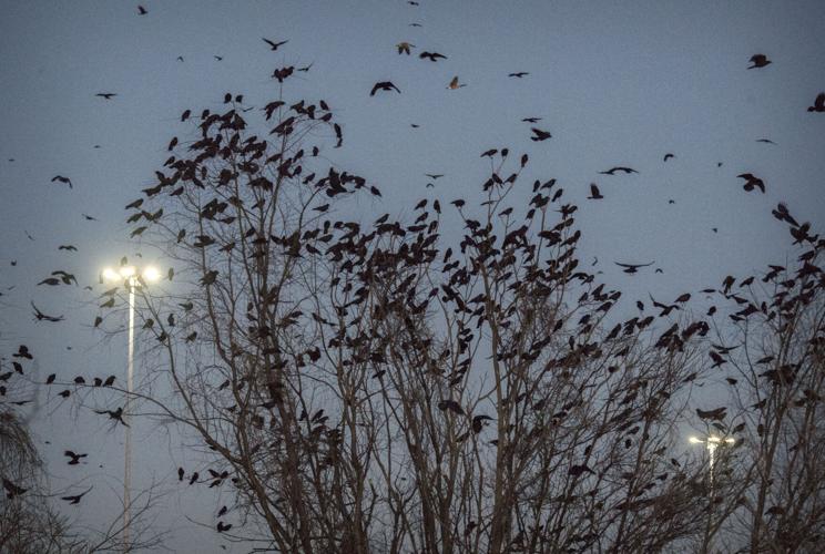 Nighttime crow cannon use causes consternation in Lancaster County ...
