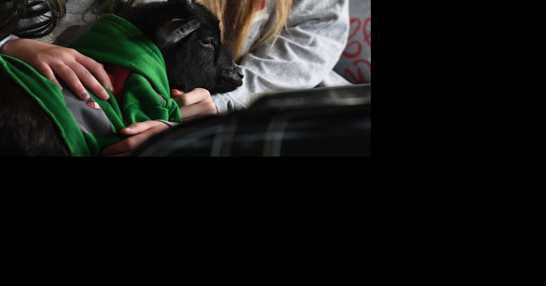 Meeting Santa — and baby goats — at Amish Farm & House for the holidays ...