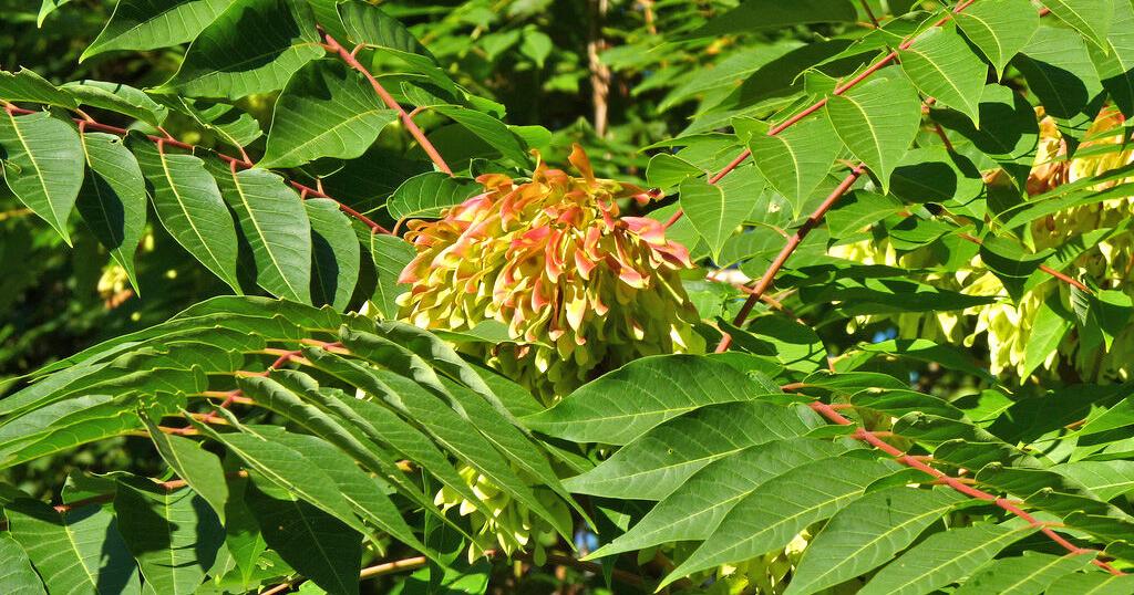 These are Pennsylvania's banned plants; What to plant instead | Home ...