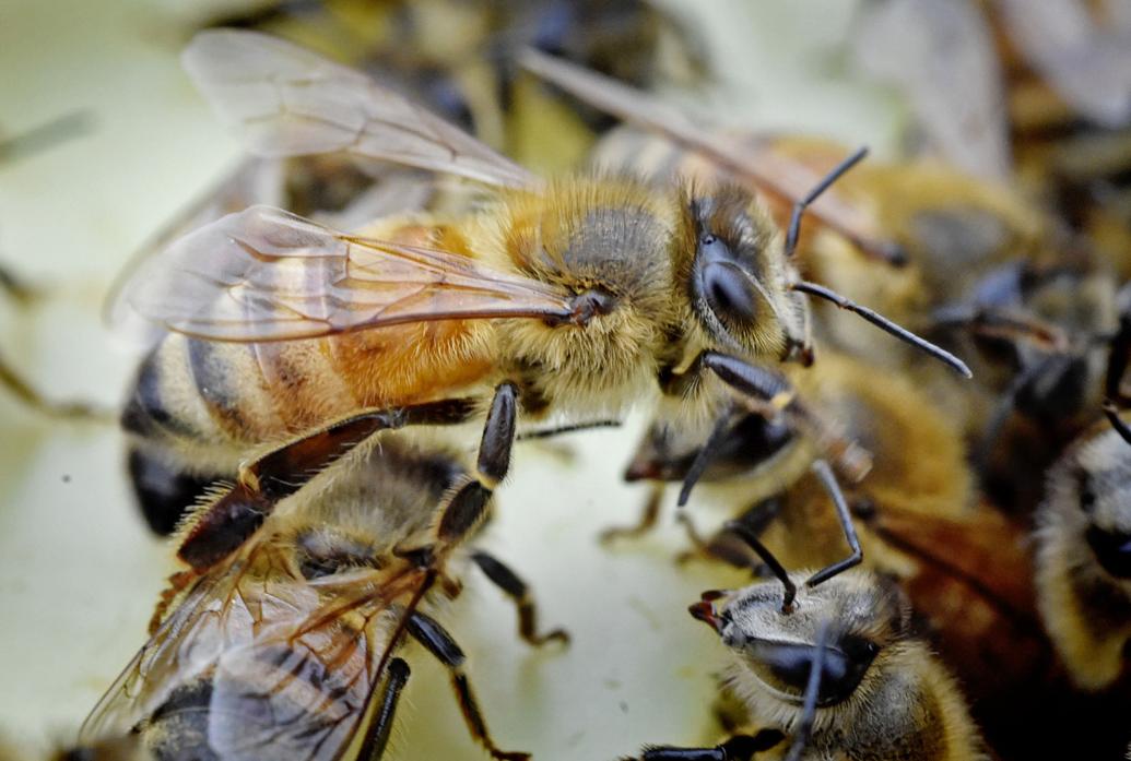 Hives-for-hire: Worker bees pollinate crops in Lancaster County | Home ...