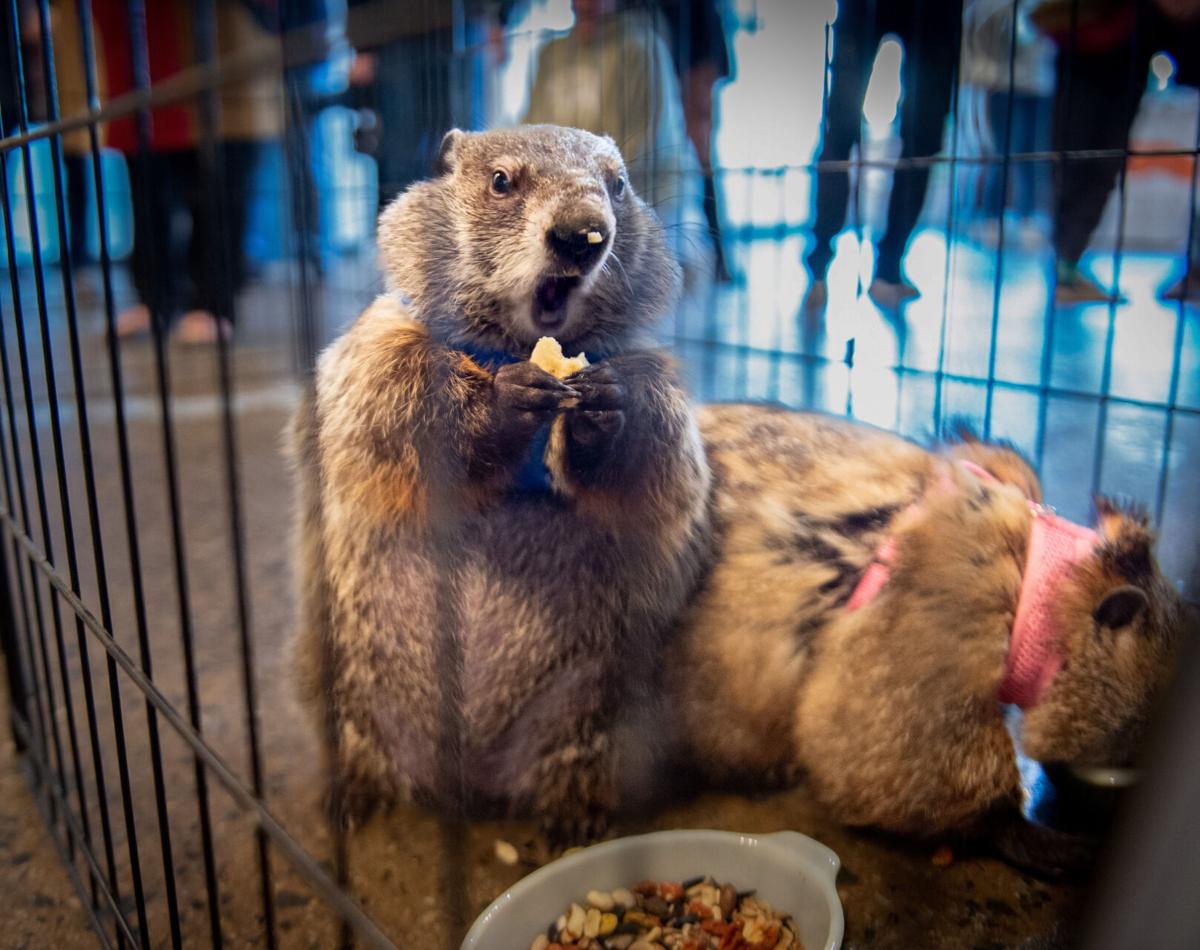 Groundhog Day 2024: 4 Lancaster County groundhogs to predict an early ...