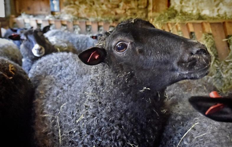 Paradise farm with rare Gotland sheep herd to be featured in national ...