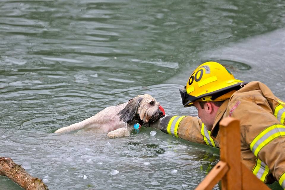 Firefighters rescue dog from icy lake at Pequea Twp. park | Local News ...
