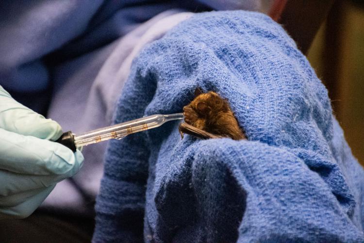 Rosemarie Curcio and her bats [photos] | | lancasteronline.com