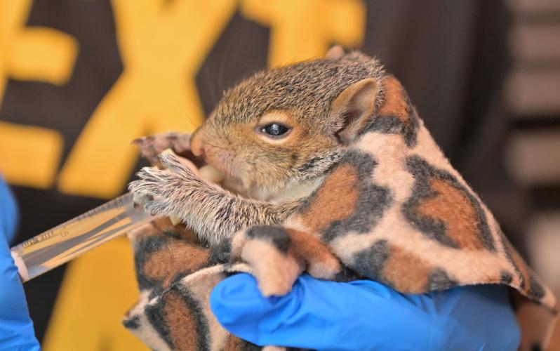 Acorn Acres Wildlife Rehabilitation is fundraising to facilitate a move ...