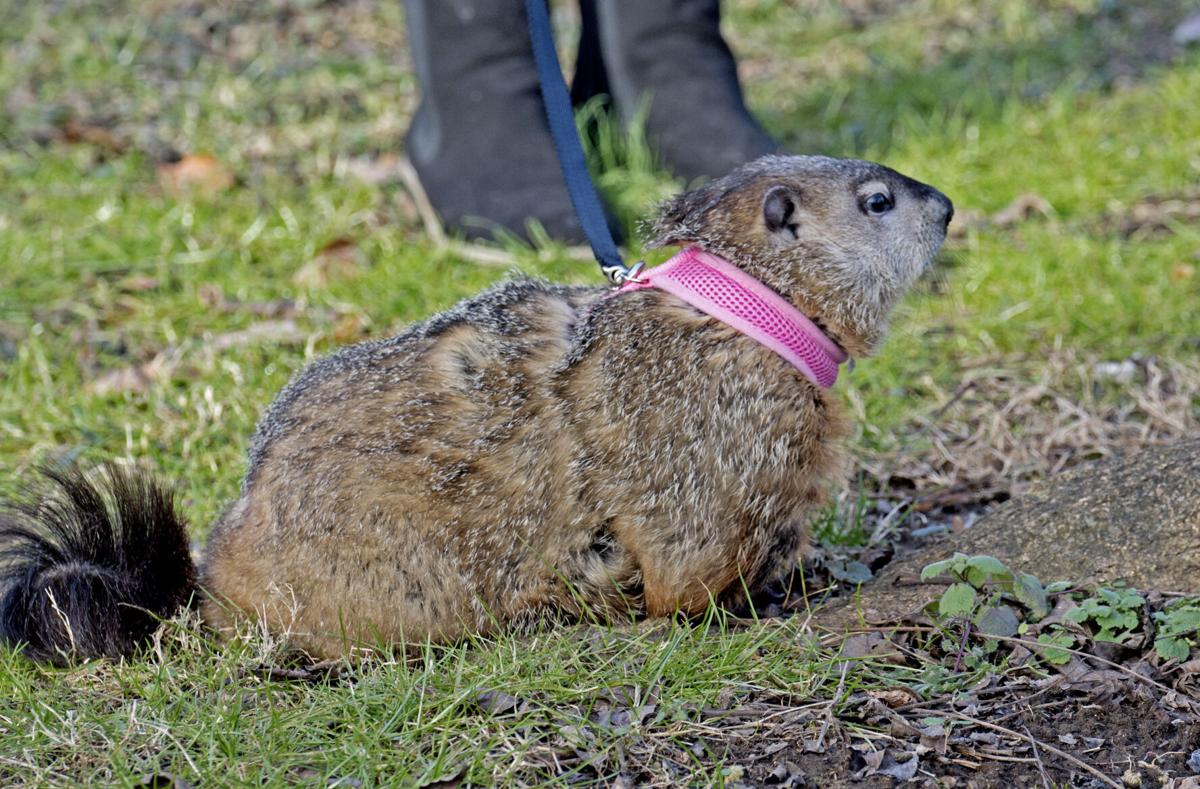 Get to know Poppy the groundhog | | lancasteronline.com