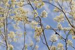 Here are 8 of the most popular trees to plant in Lancaster County ...