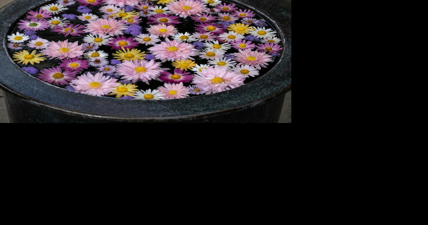 Make a floating flower bowl, learn what pollinators want: tips from ...