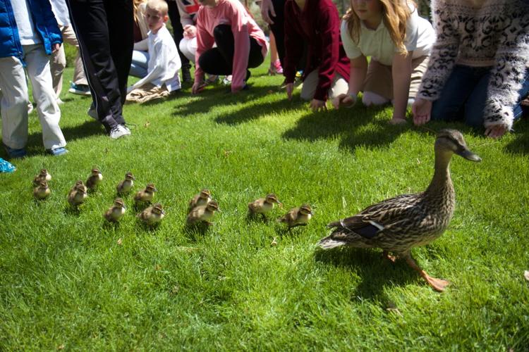 PHOTOS: Check out these adorable ducklings parading through Lancaster ...
