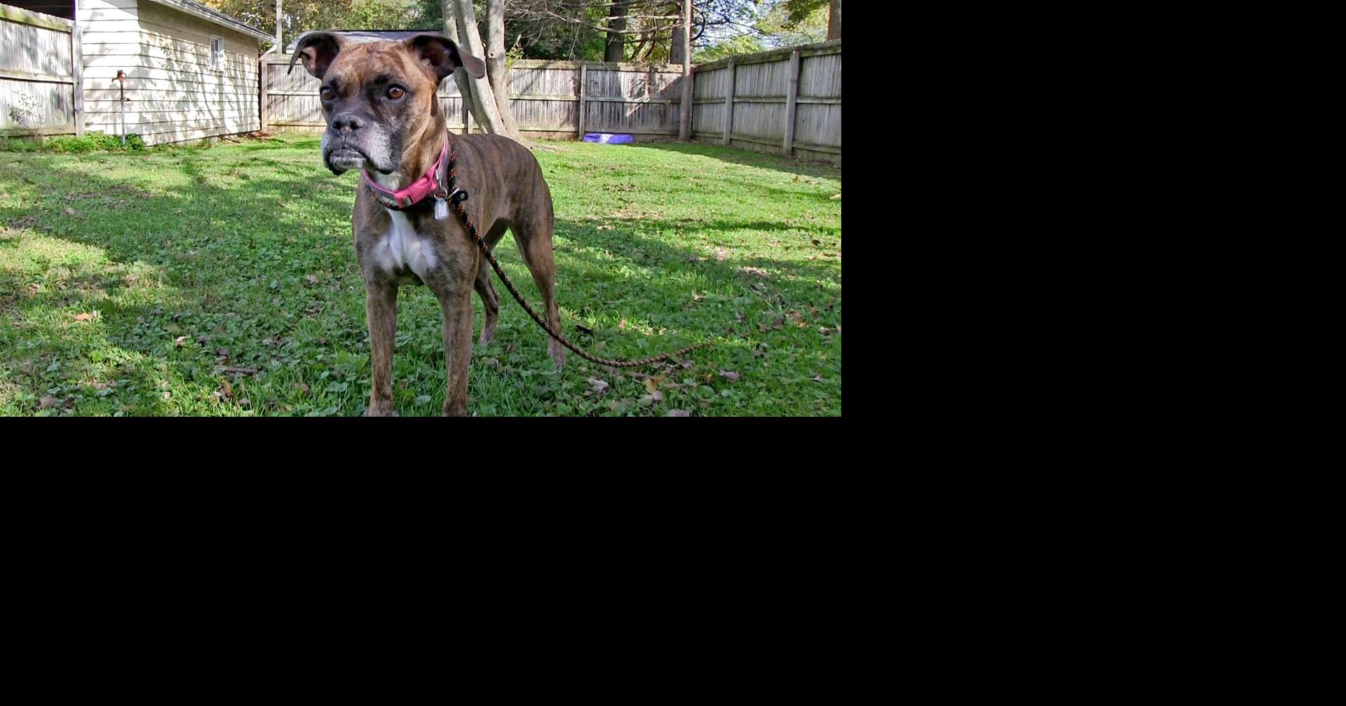 Pet of the week: Adopt Roxy, a 7-year-old boxer | Local News ...