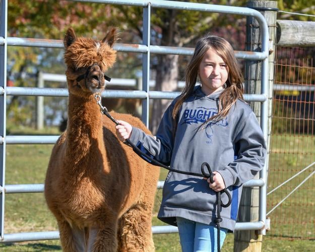 Annual open house for the Eastland Alpacas back with nearly 100 alpacas ...