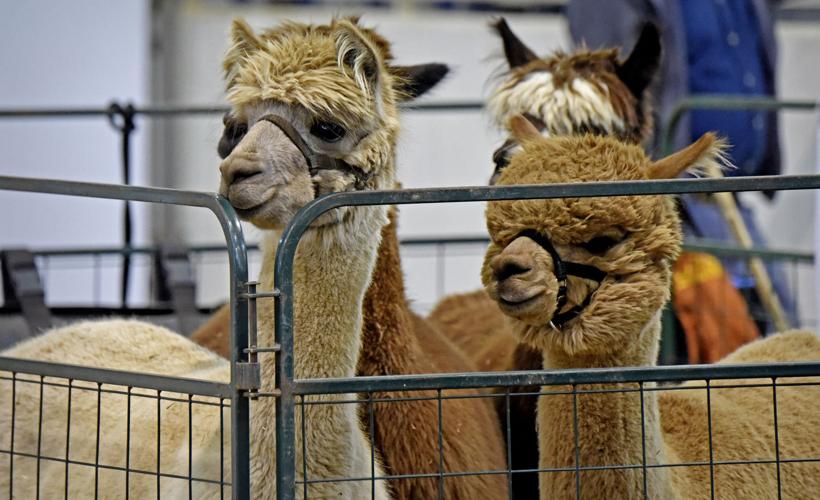 Alpacas take center stage Tuesday at Pennsylvania Farm Show | Local ...