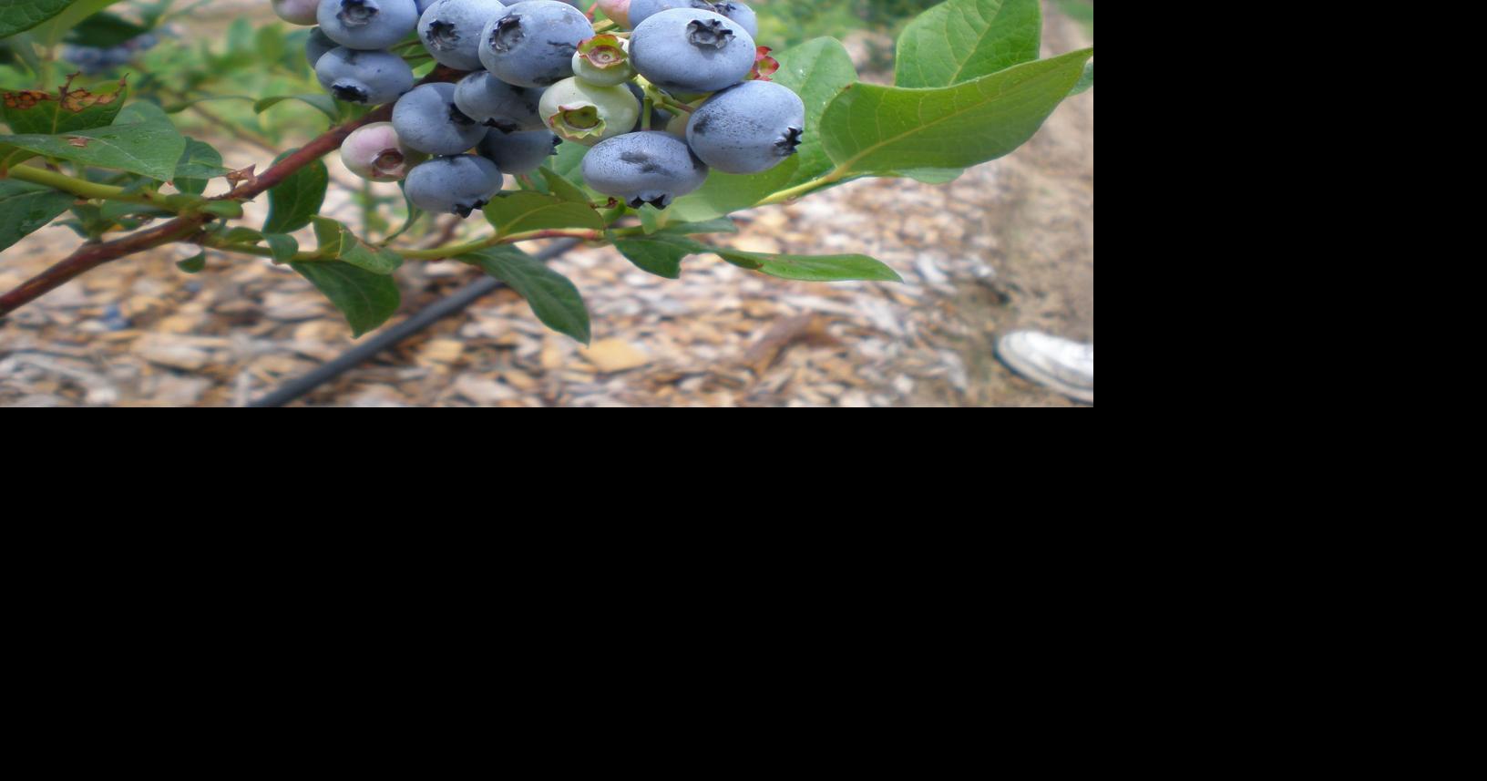 Where to pick your own blueberries, raspberries and blackberries in the ...