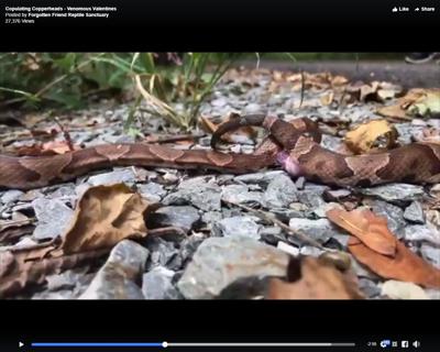 Reptile fan encounters mating copperheads on Lancaster County rail ...