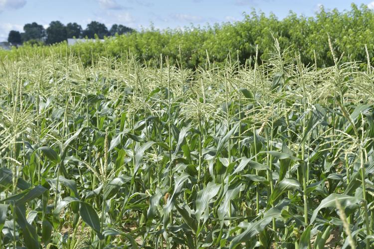 Cherry Hill Orchards are abundant with crops maturing early [photos ...