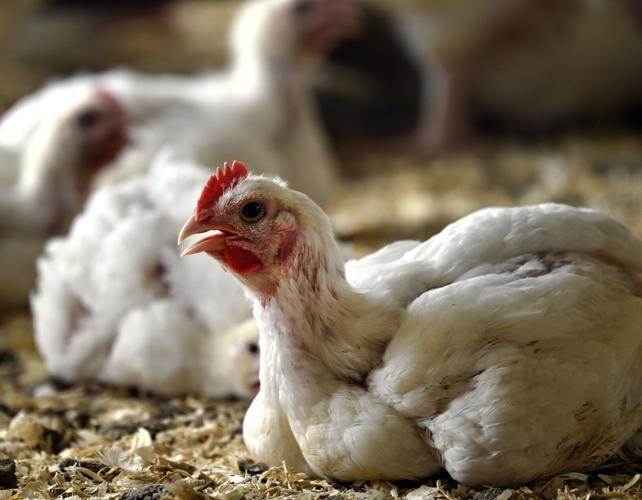 Organic poultry pioneer launches Eberly Poultry comeback; products ...