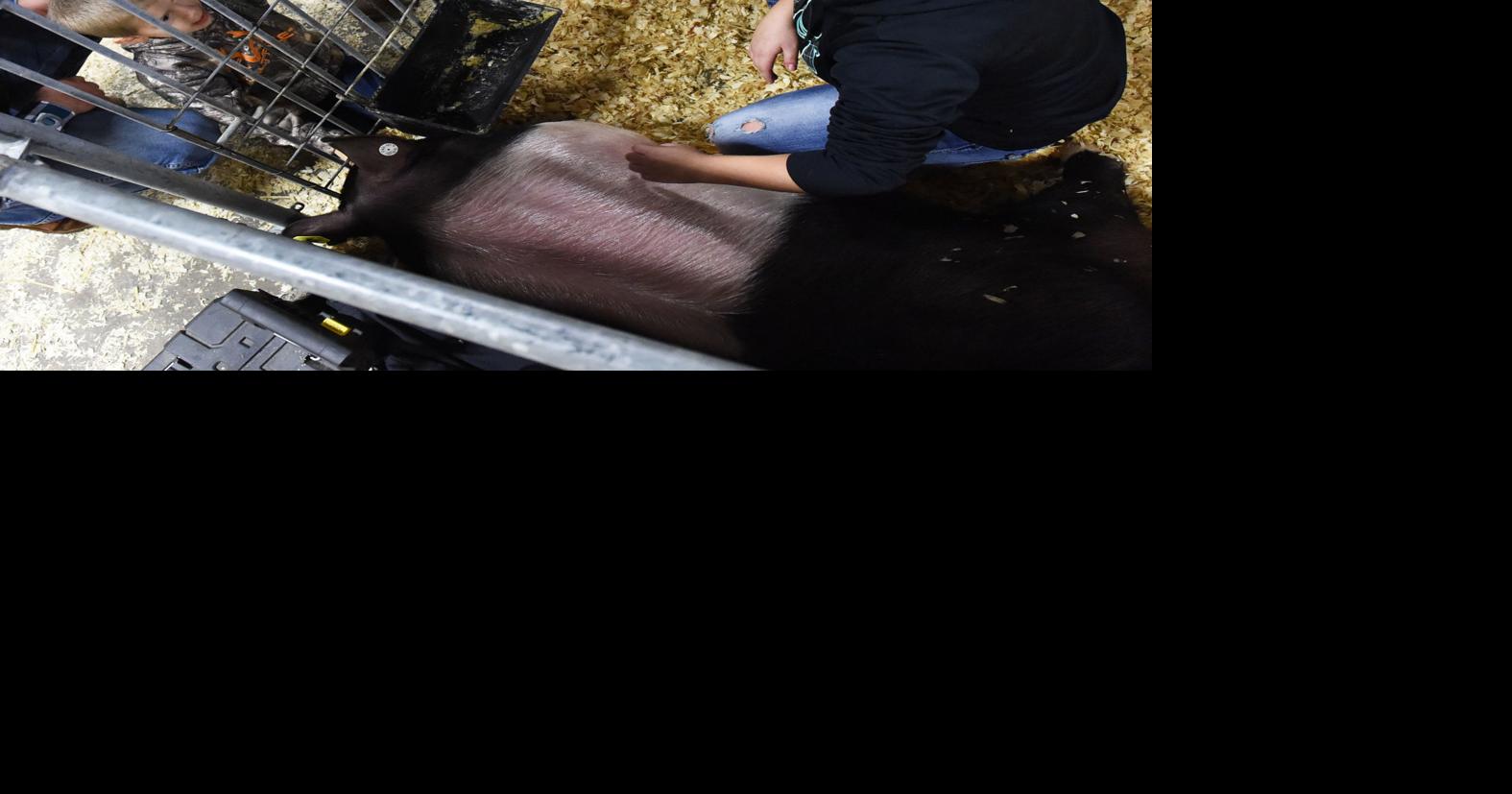 Farm Show follows normal protocols following swine death from dangerous ...