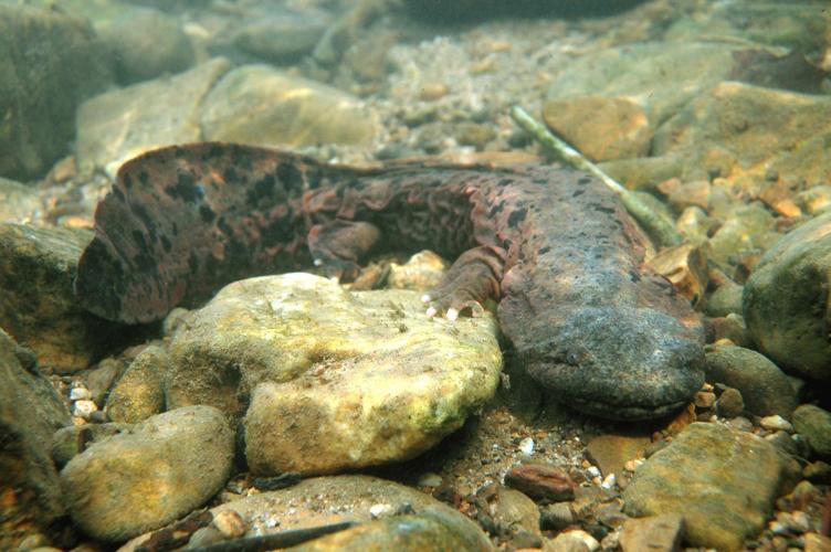 New Eastern Hellbender license plate supports efforts to save ...