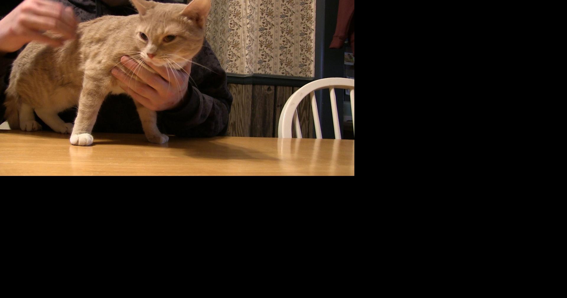 Pet of the Week - Ginger | Video | lancasteronline.com