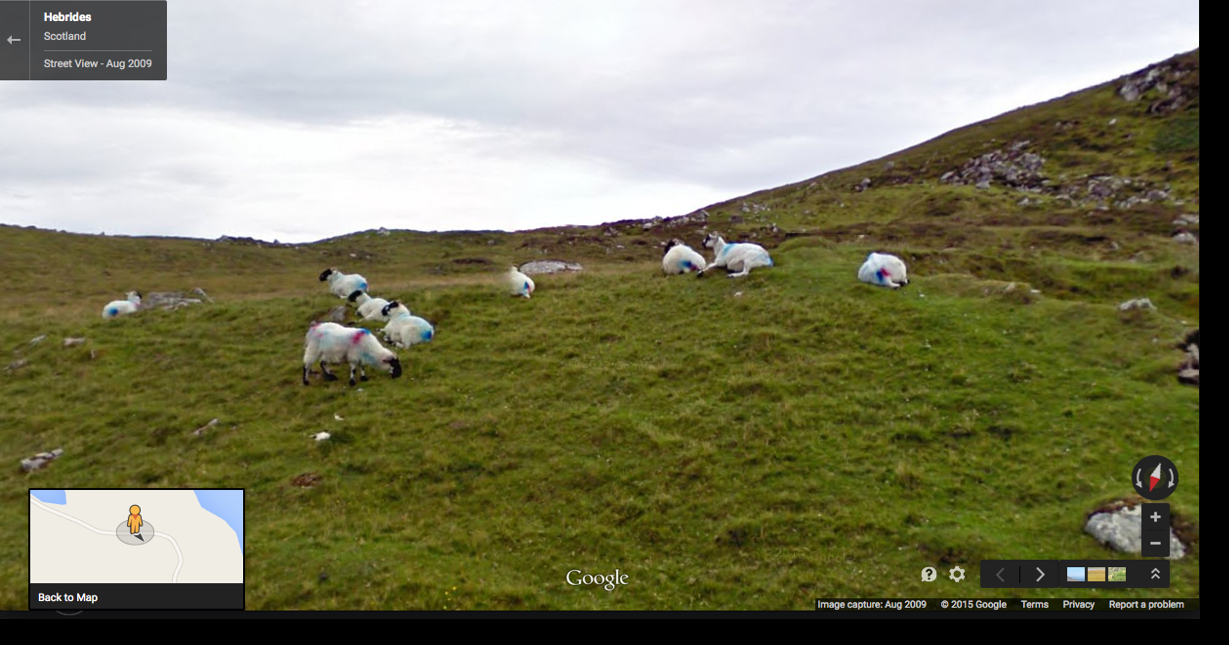 On the hunt for sheep on Google Sheep View | Trending | lancasteronline.com